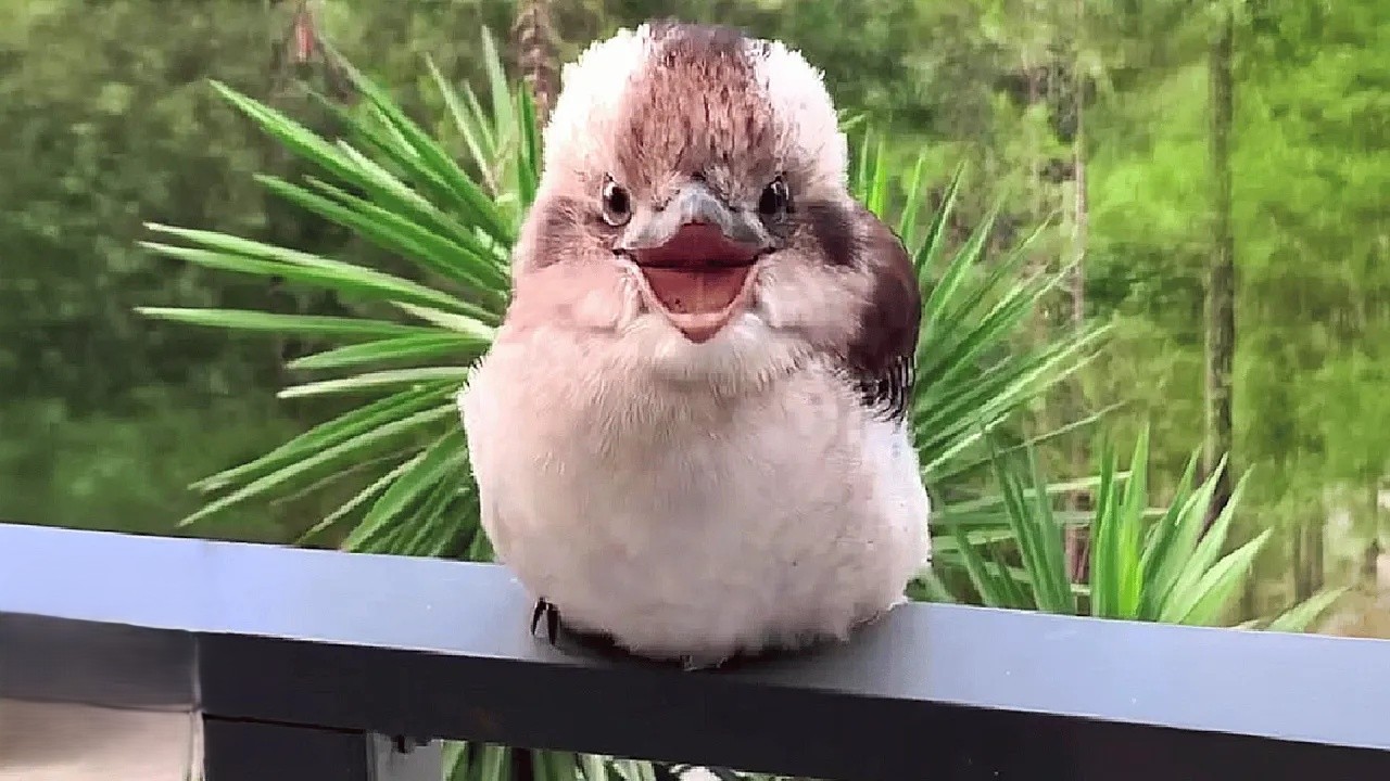 Baby kookaburra comes back to the same woman every single day