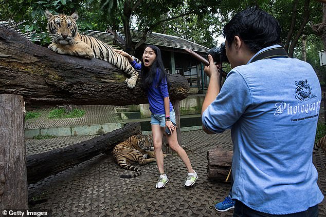Mystery as 72 tigers suddenly die at Thai tourist park where visitors ...