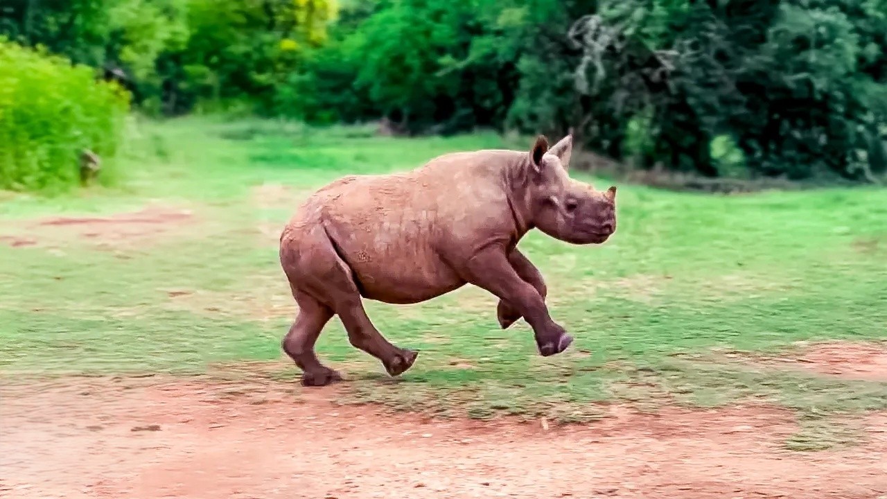 Timid baby rhino learns to trust again - and runs for cuddles every day