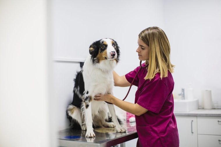 Why are so many dogs on Prozac? How we Brits overmedicalised our pets