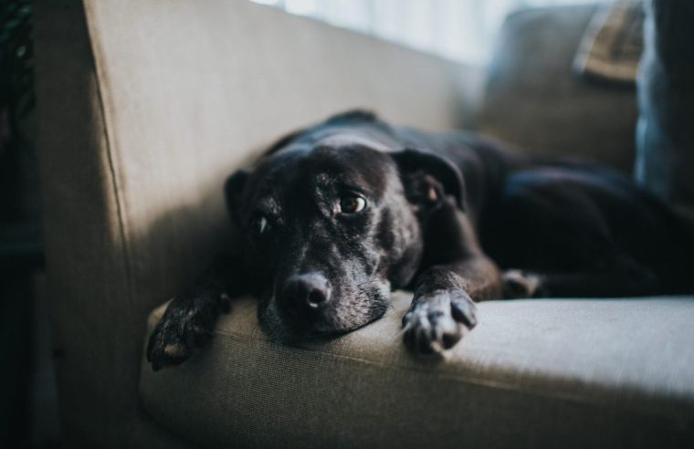 Why are so many dogs on Prozac? How we Brits overmedicalised our pets