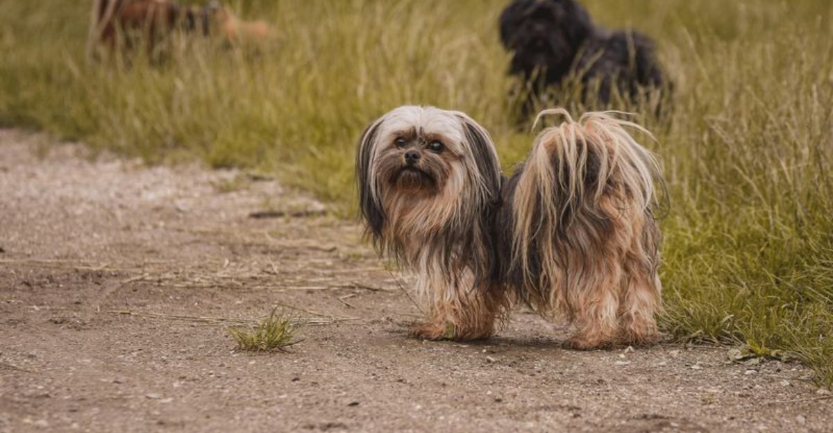 14 dog breeds that seem independent but panic when you leave
