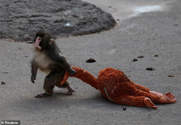 Why are animals picking on Punch the monkey? Scientists reveal tragic ...