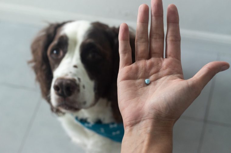 Why are so many dogs on Prozac? How we Brits overmedicalised our pets