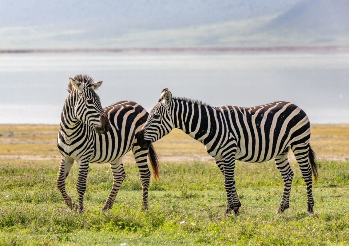 250+ unique zebra names with meanings and ideas