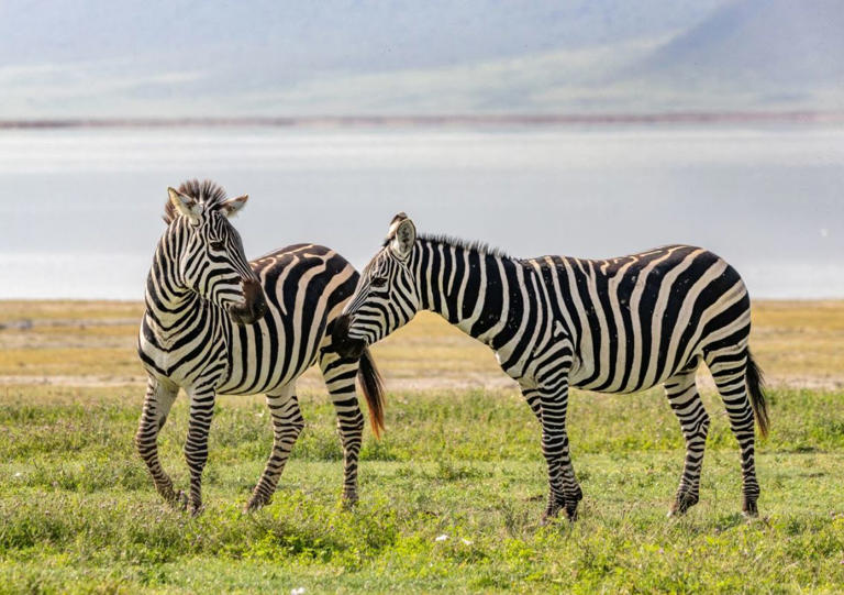 250+ unique zebra names with meanings and ideas