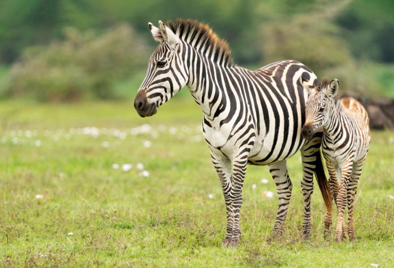 250+ unique zebra names with meanings and ideas