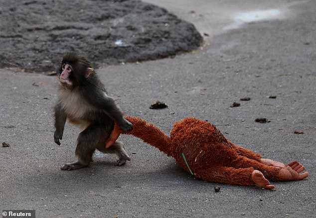 Why are animals picking on Punch the monkey? Scientists reveal tragic ...