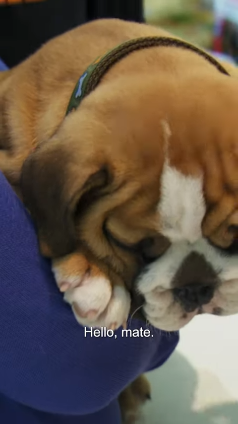 Watch Wrinkly Bulldog Puppy Goes For Check Up