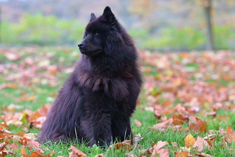 14 dog breeds that seem independent but panic when you leave