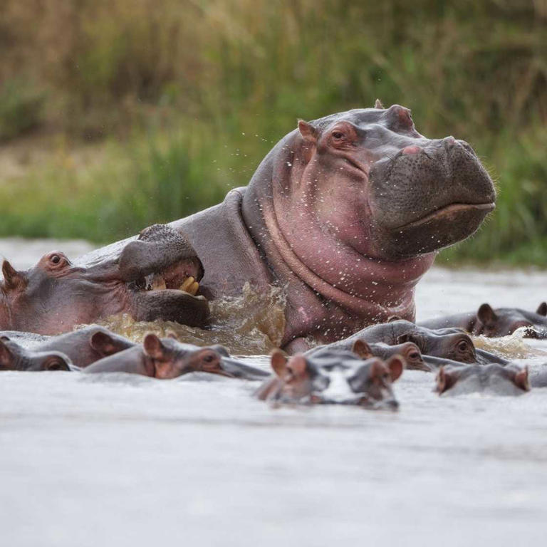 Hippo flips boat during Limpopo relocation mission as wildlife capturer ...