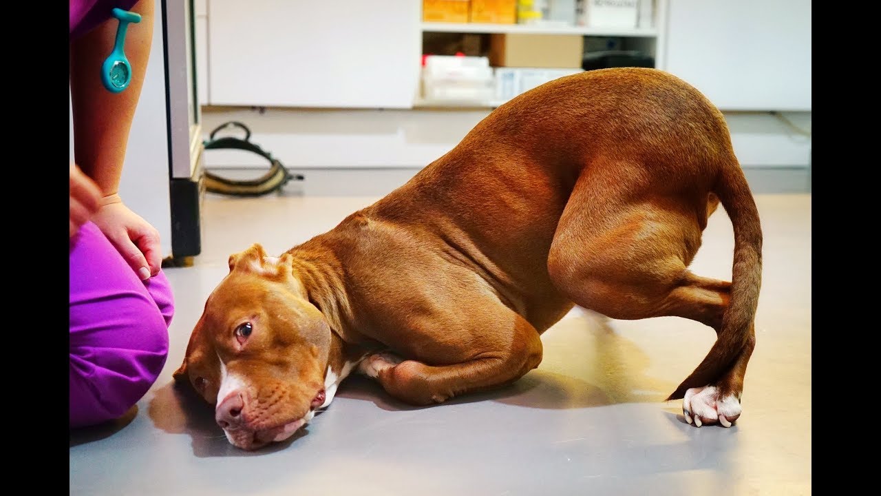 Watch how a 14kg dog without one leg becomes unrecognizable