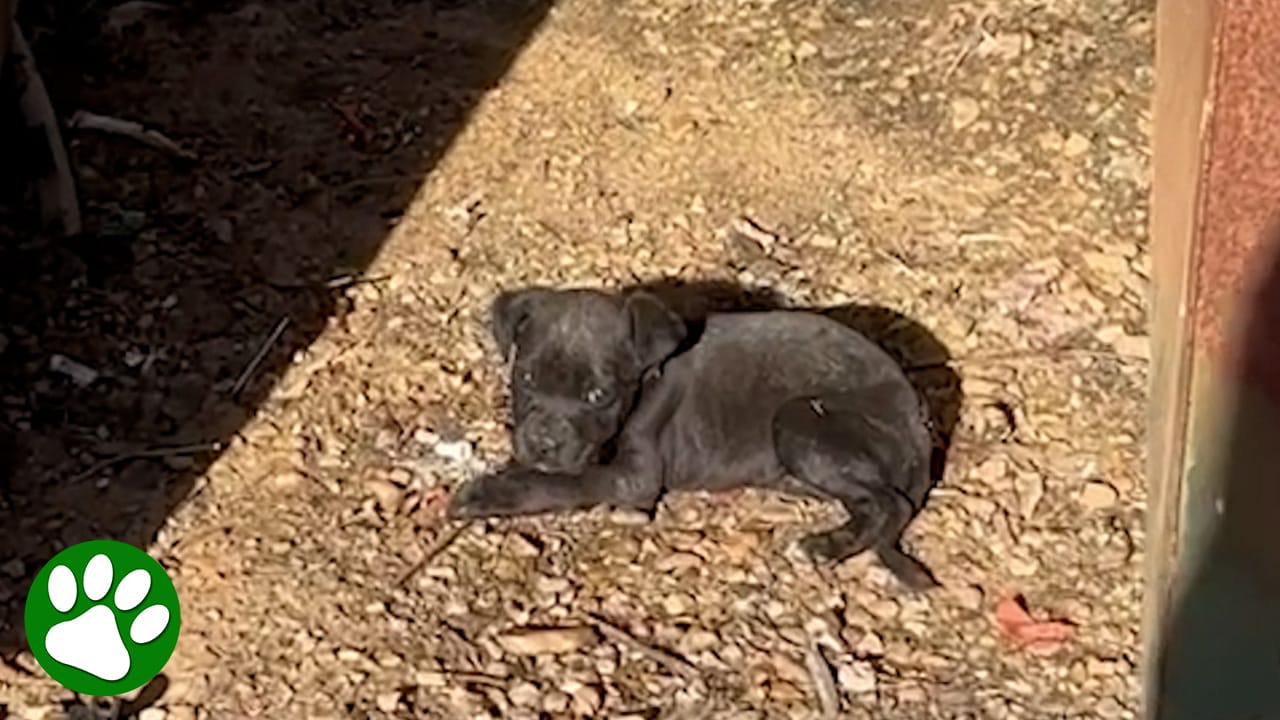 Kind woman rescues abandoned puppy from dump