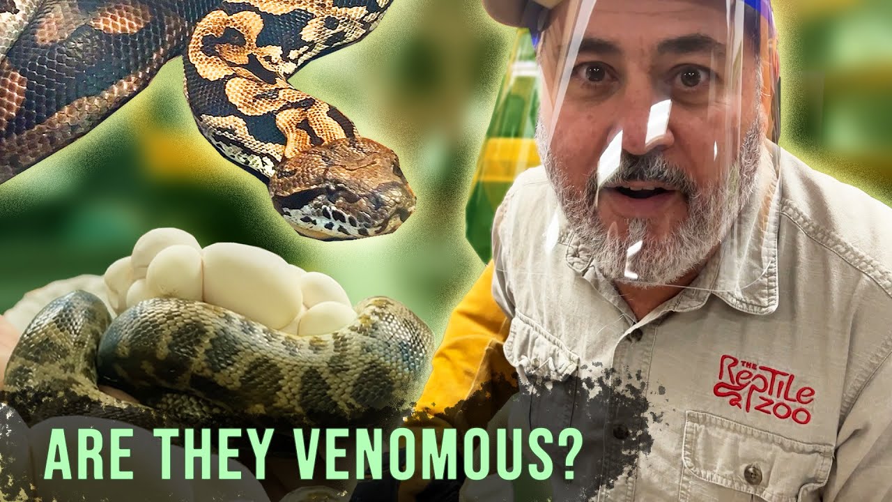 Newborn snakes at the zoo! Hatching, live birth, rattlesnake action 😳