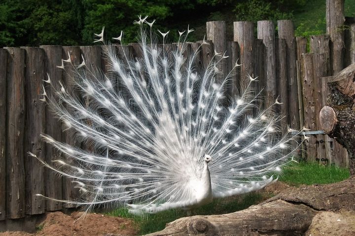 Ghostly wildlife: Stunning white creatures