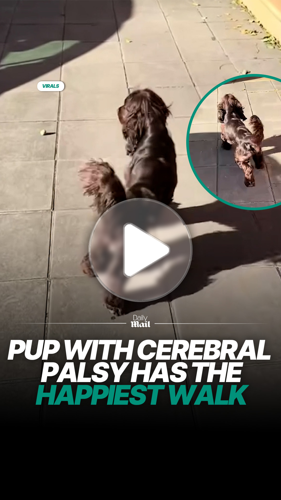Dog with cerebral palsy enjoys joyful walk
