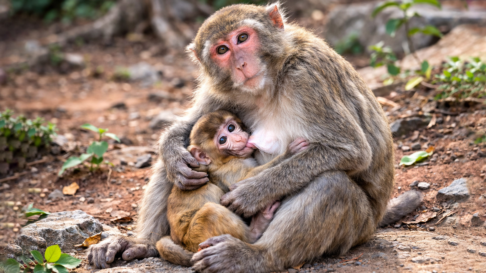 Baby monkey seen nursing with mother