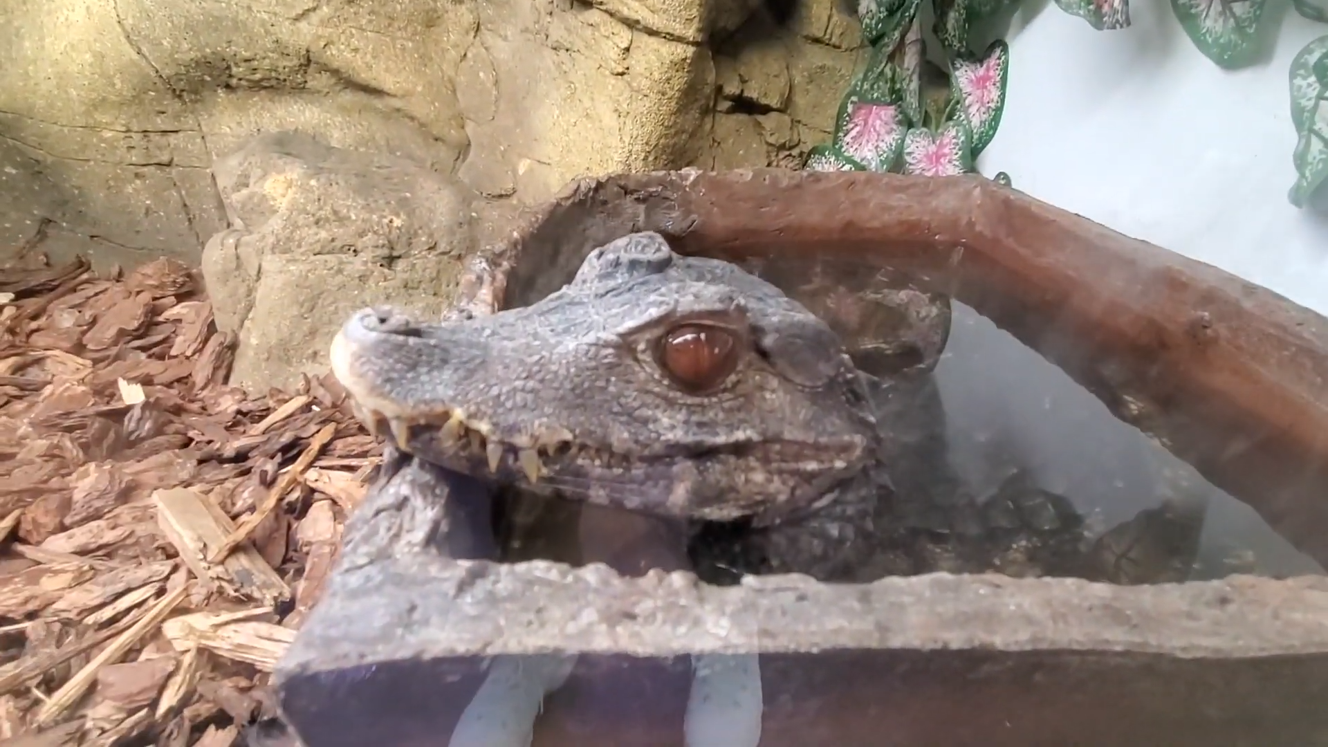 Why this turtle should not have swum here