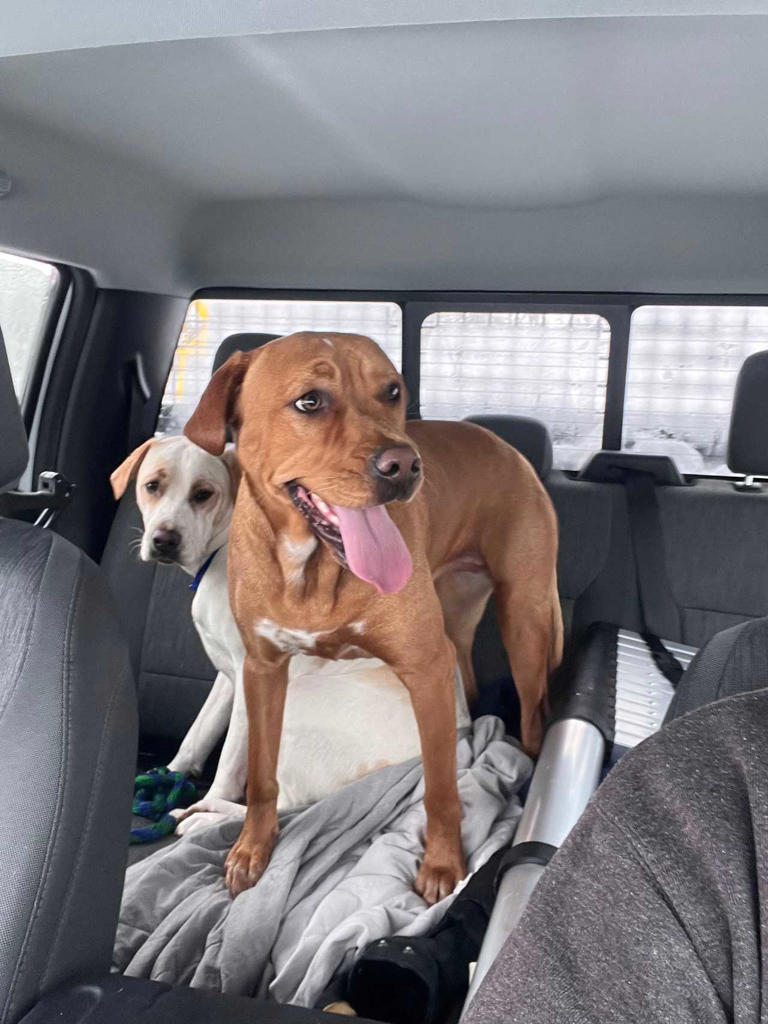 DPW worker saves 2 dogs running on Sunrise Highway on LI during blizzard