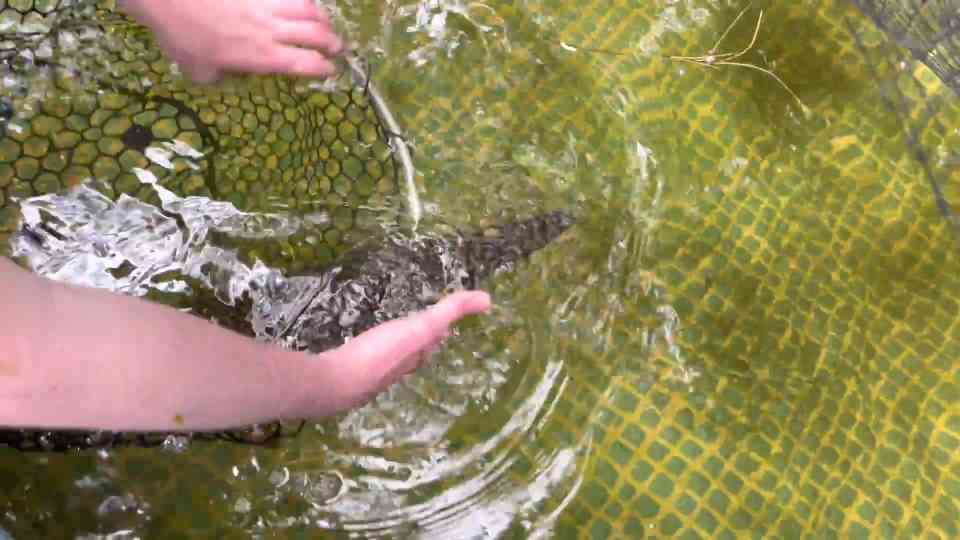 Netting an ancient gar from a tiny creek for my pond