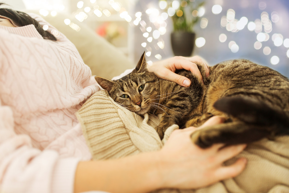 Tabby cat nursing sick mom to health is the most devoted little caretaker