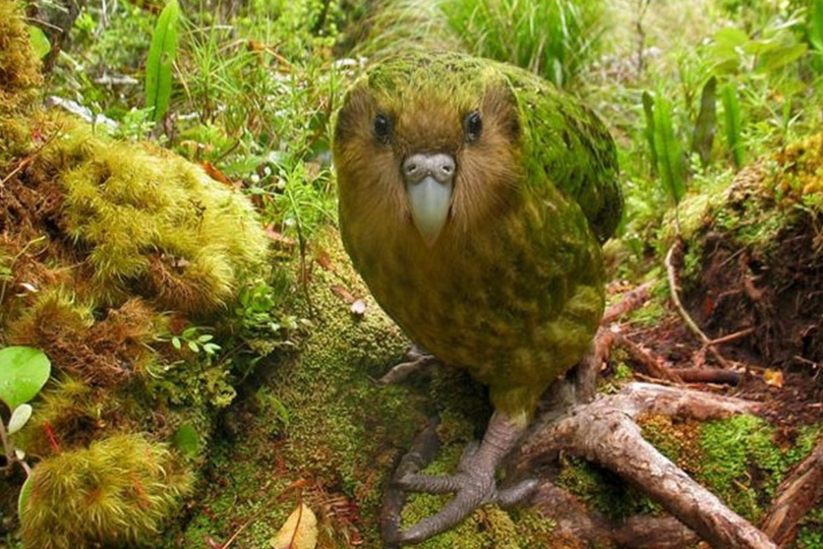 World’s only flightless parrot saved from extinction after mating boom