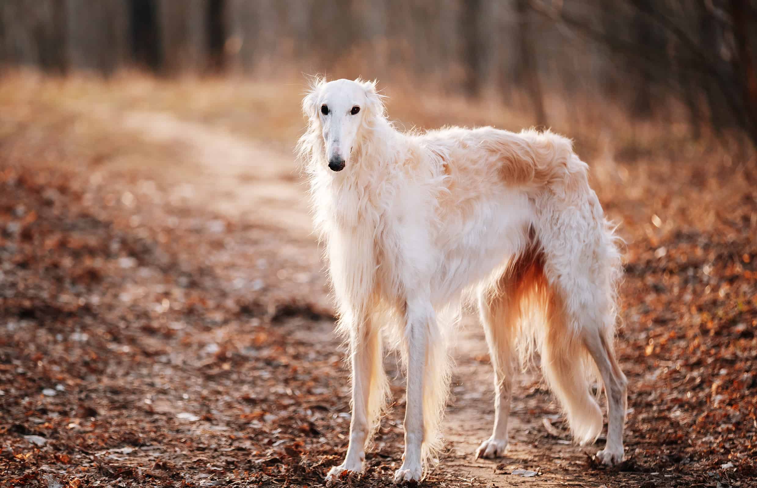 16 dog breeds most people would never want as pets