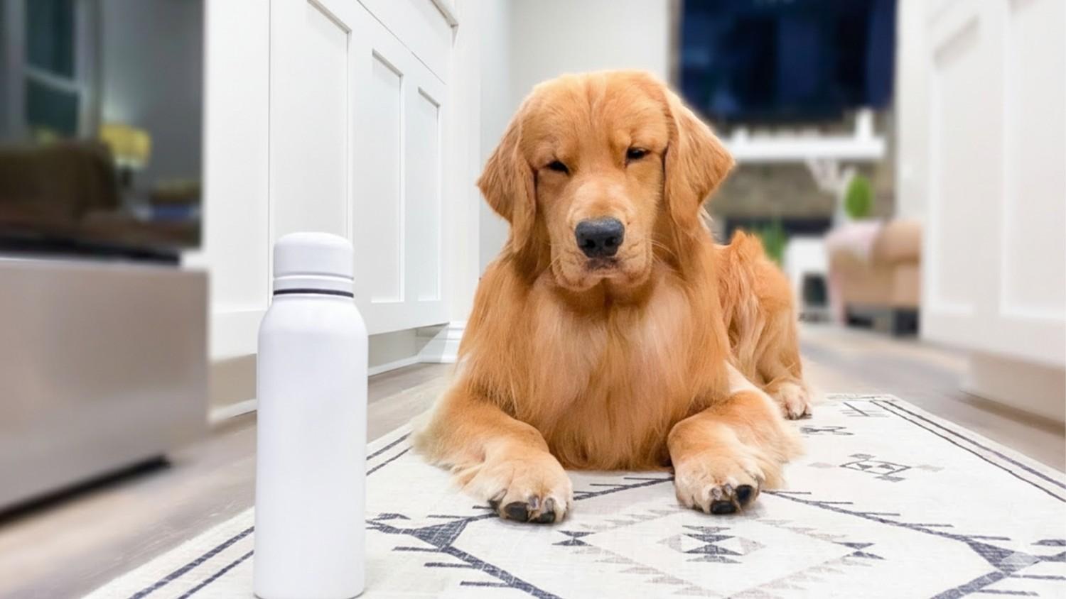 Is my dog plotting something?
