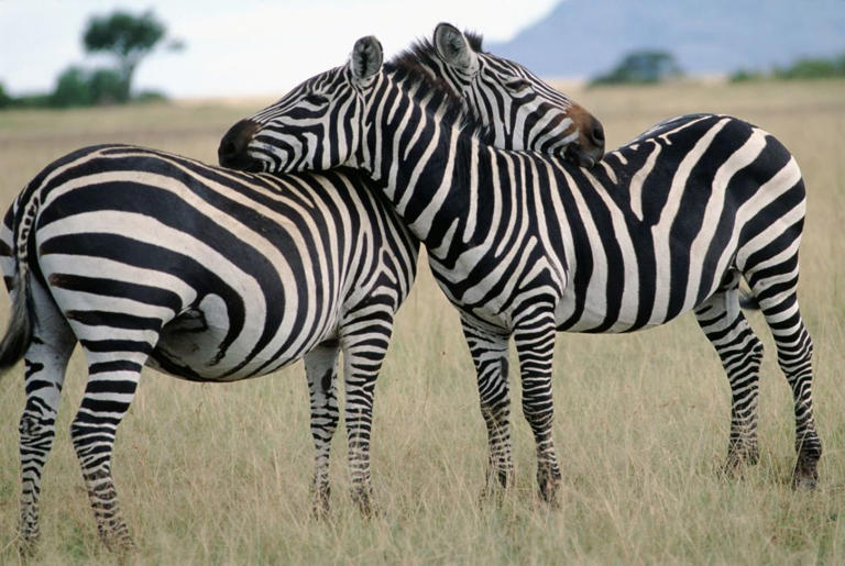 250+ unique zebra names with meanings and ideas