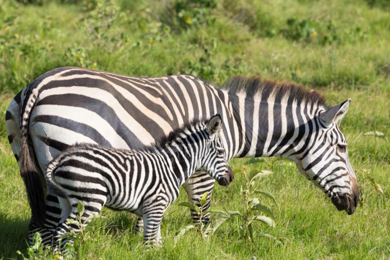 250+ unique zebra names with meanings and ideas