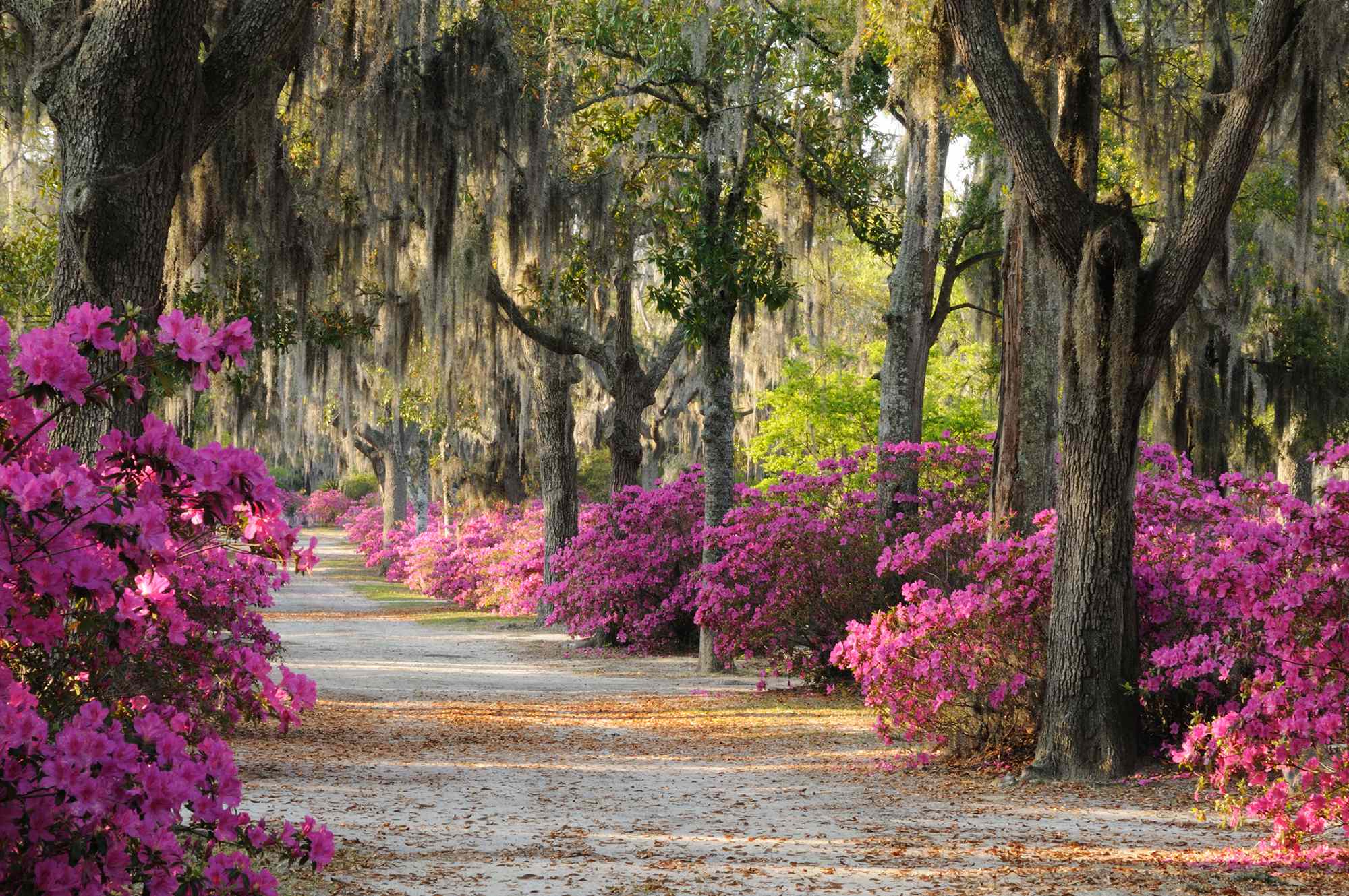 This southern city is about to come alive with colorful azaleas in ...