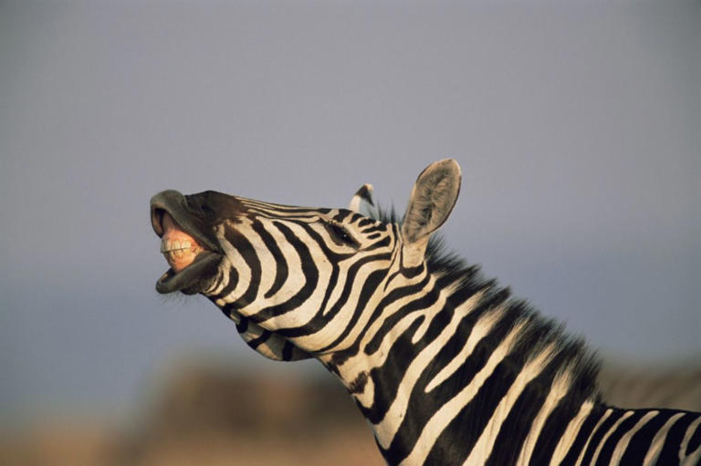 250+ unique zebra names with meanings and ideas