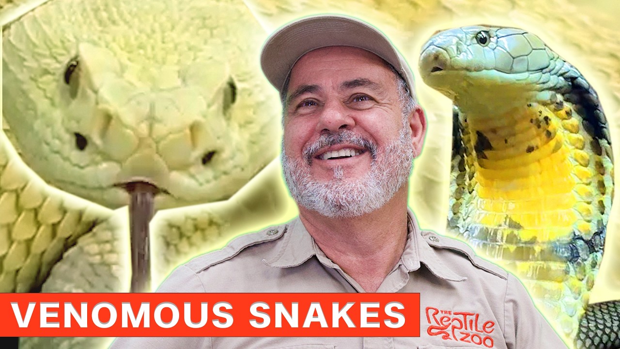 Handling the 6th most venomous snake in the world – the king cobra!🐍👑