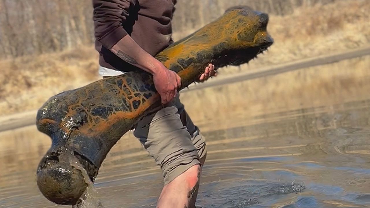 Man finds gigantic 92lb mammoth femur in Missouri tributary