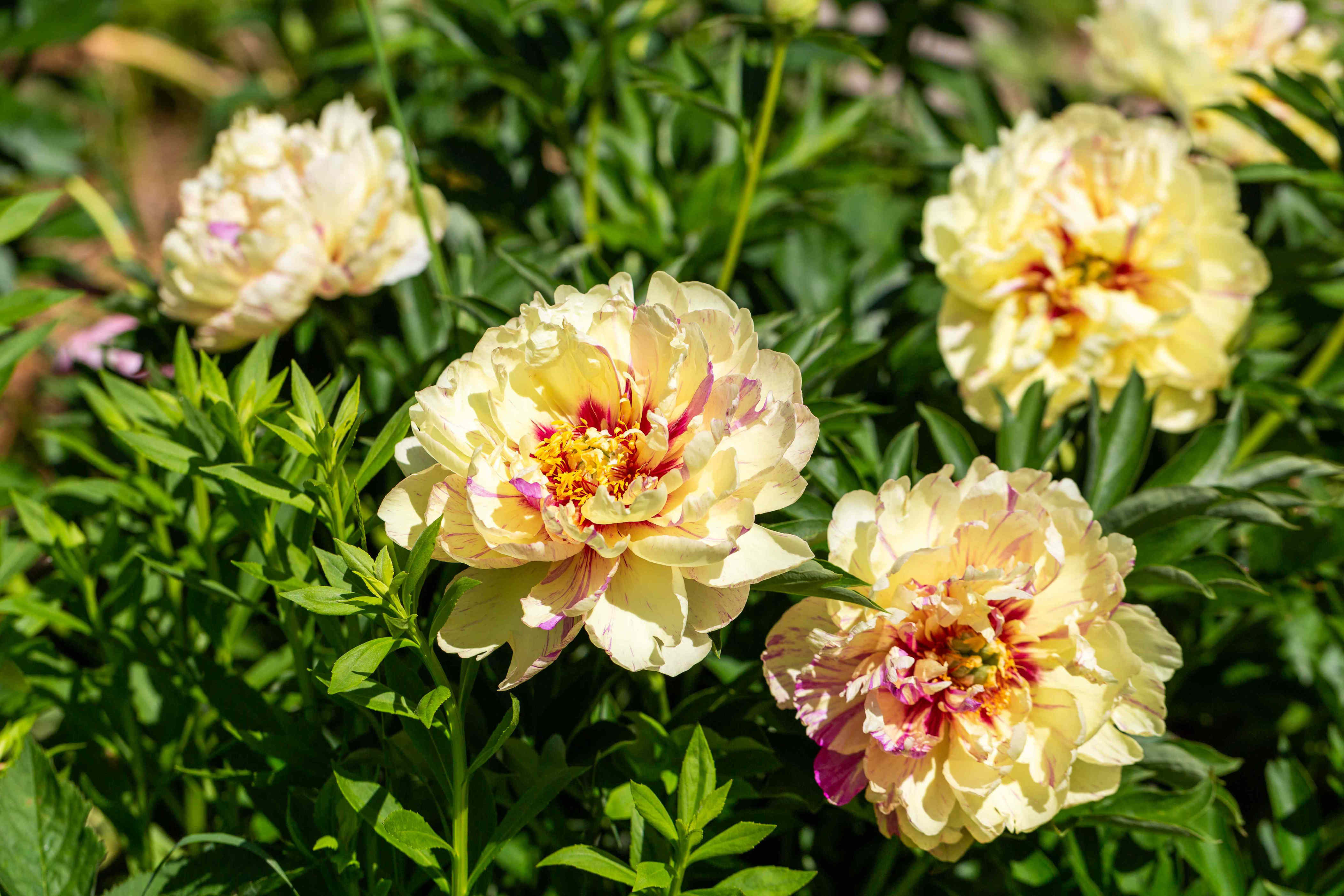 Are peonies perennials? Here's what to know before you plant this spring