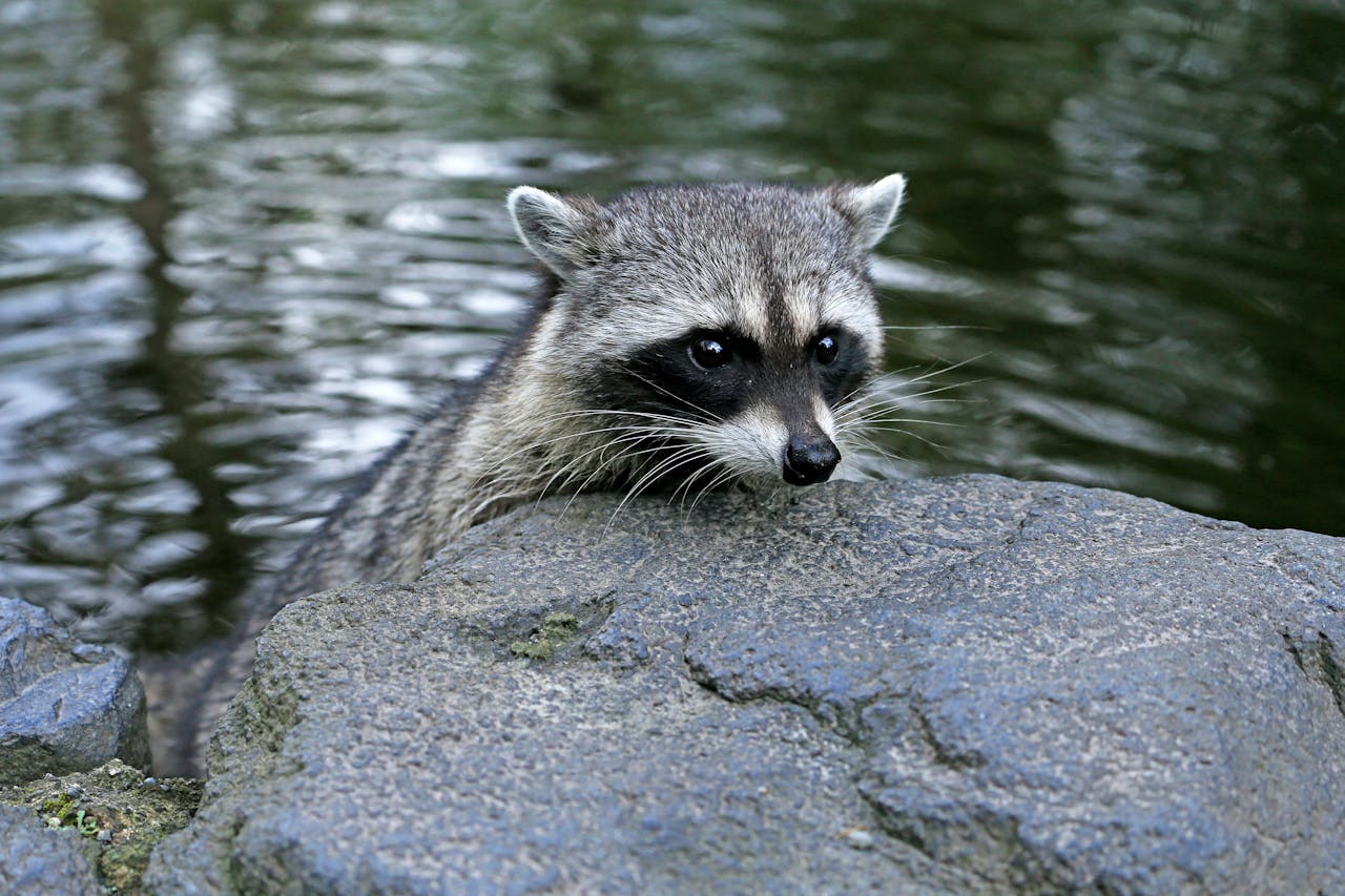 The hard truth about why raccoons dunk food and what it means