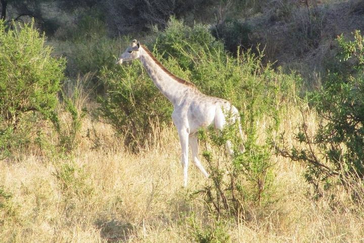 Ghostly wildlife: Stunning white creatures