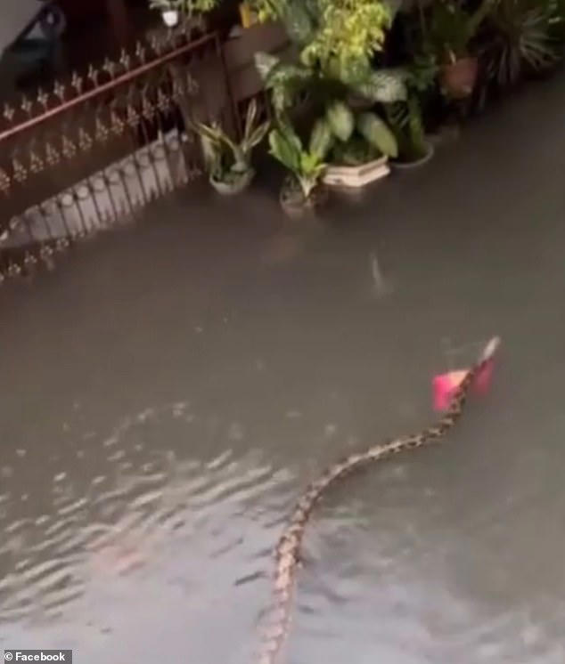 Frightening moment massive snake swims through Bali street as tourist ...