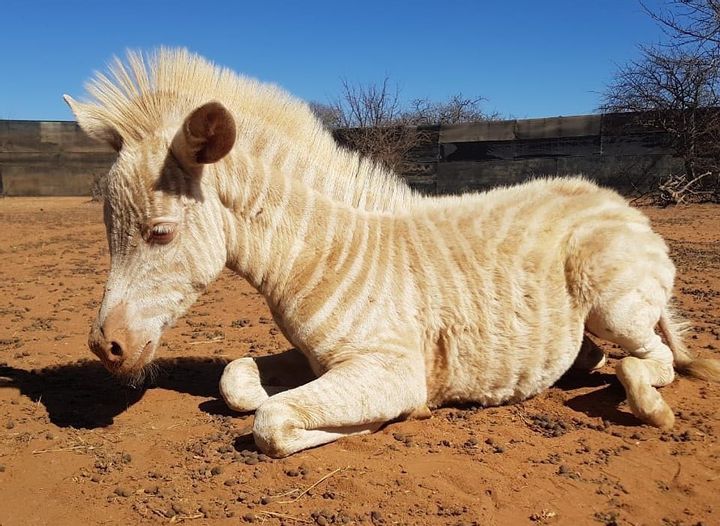 Ghostly wildlife: Stunning white creatures