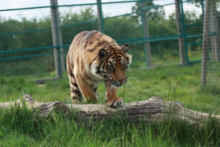Why America can’t kick its big cat habit