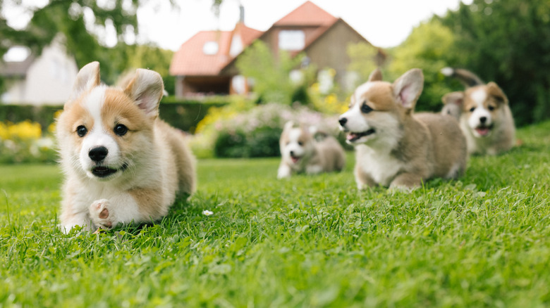 Tiny corgis wreaking havoc on a puppy yoga class will make you smile ...