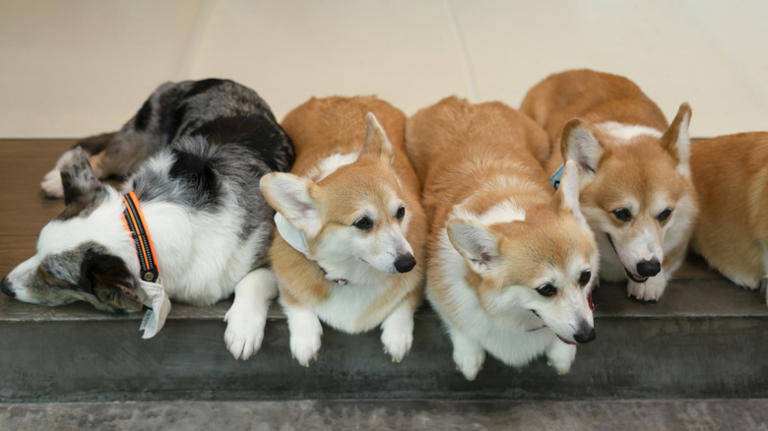 Tiny corgis wreaking havoc on a puppy yoga class will make you smile ...
