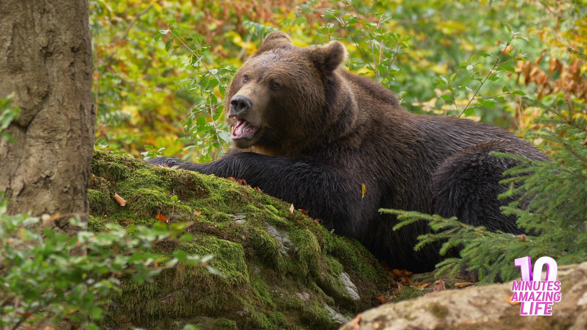 I filmed a brown bear signaling nearby presence