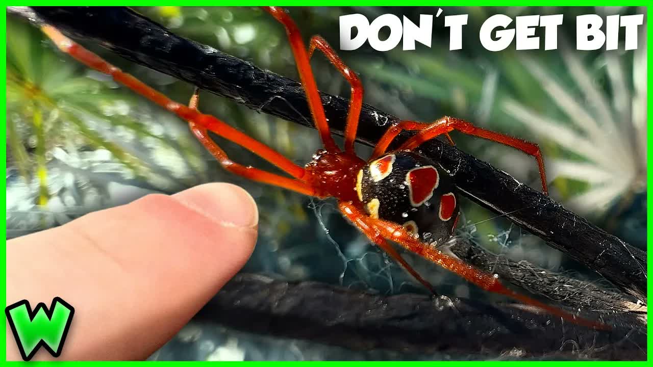 The deadliest spiders in North America - venom that can turn critical fast