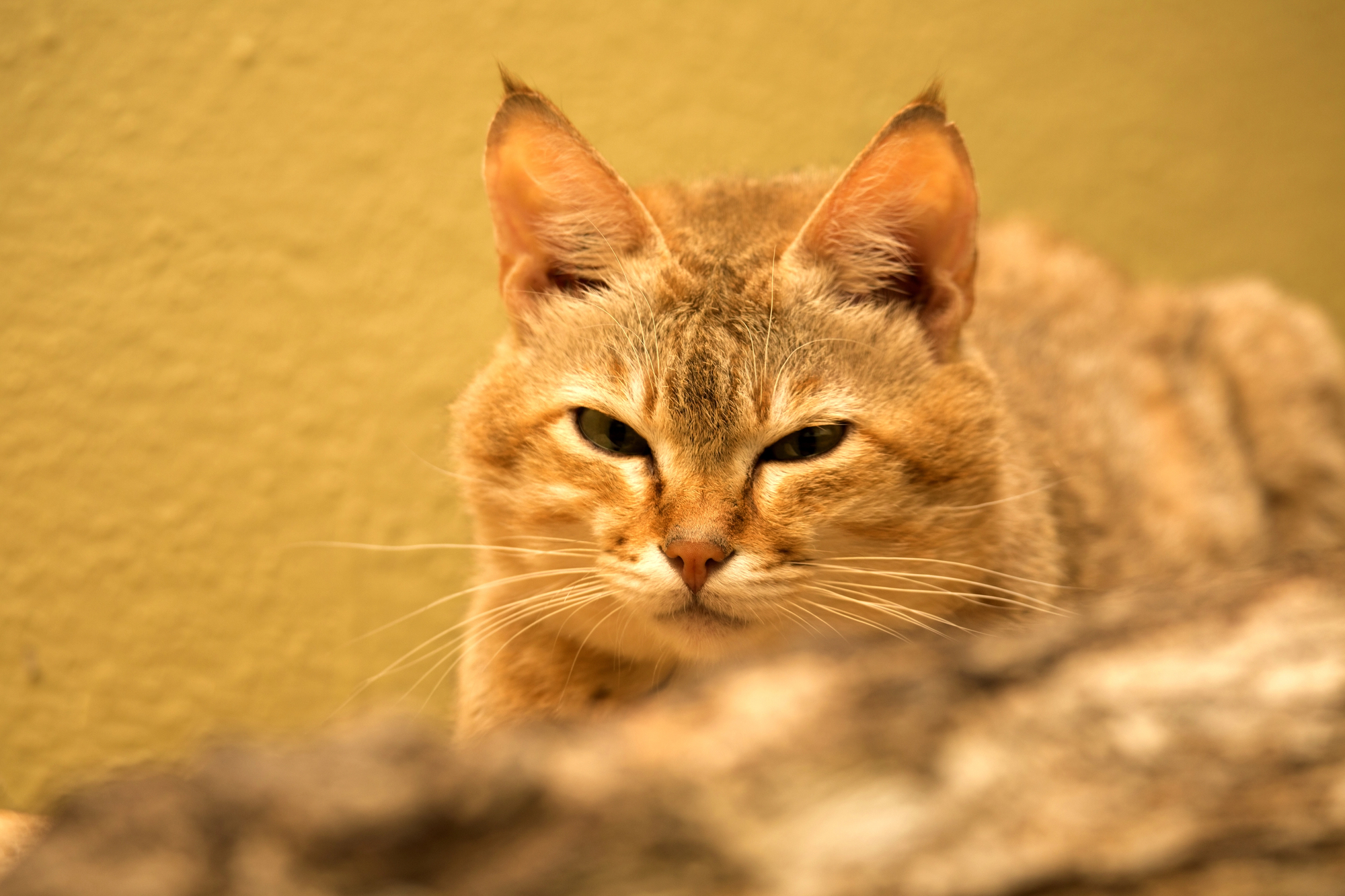Photos of the 12 rarest cat breeds in the world