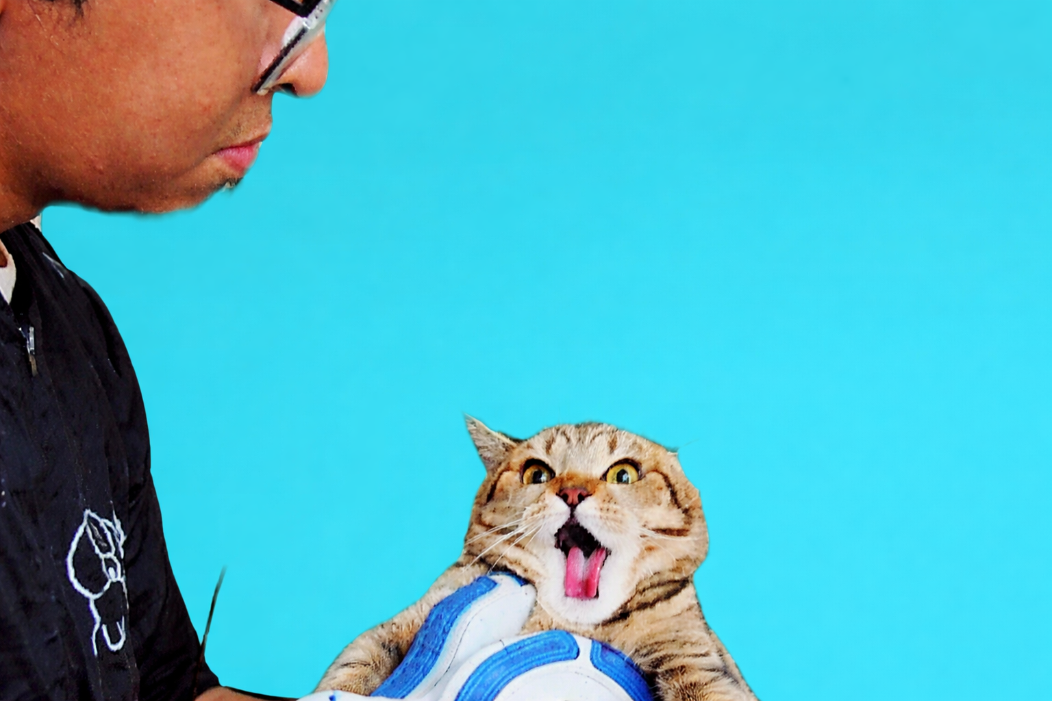 Can this 'ungroomable' cat be calmed?