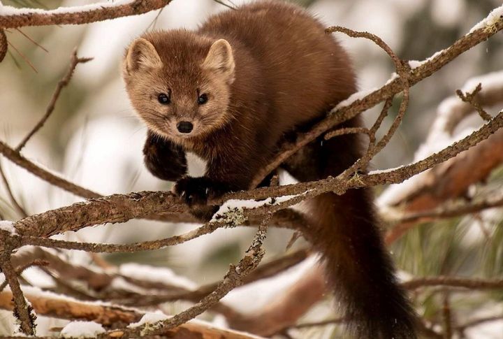 20 unique animals you can spot in America's forests