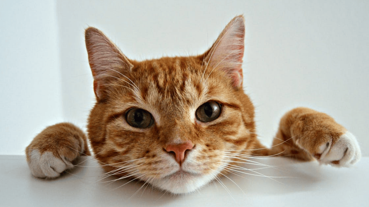 If your cat lets you touch its nose, then you're more special than you ...