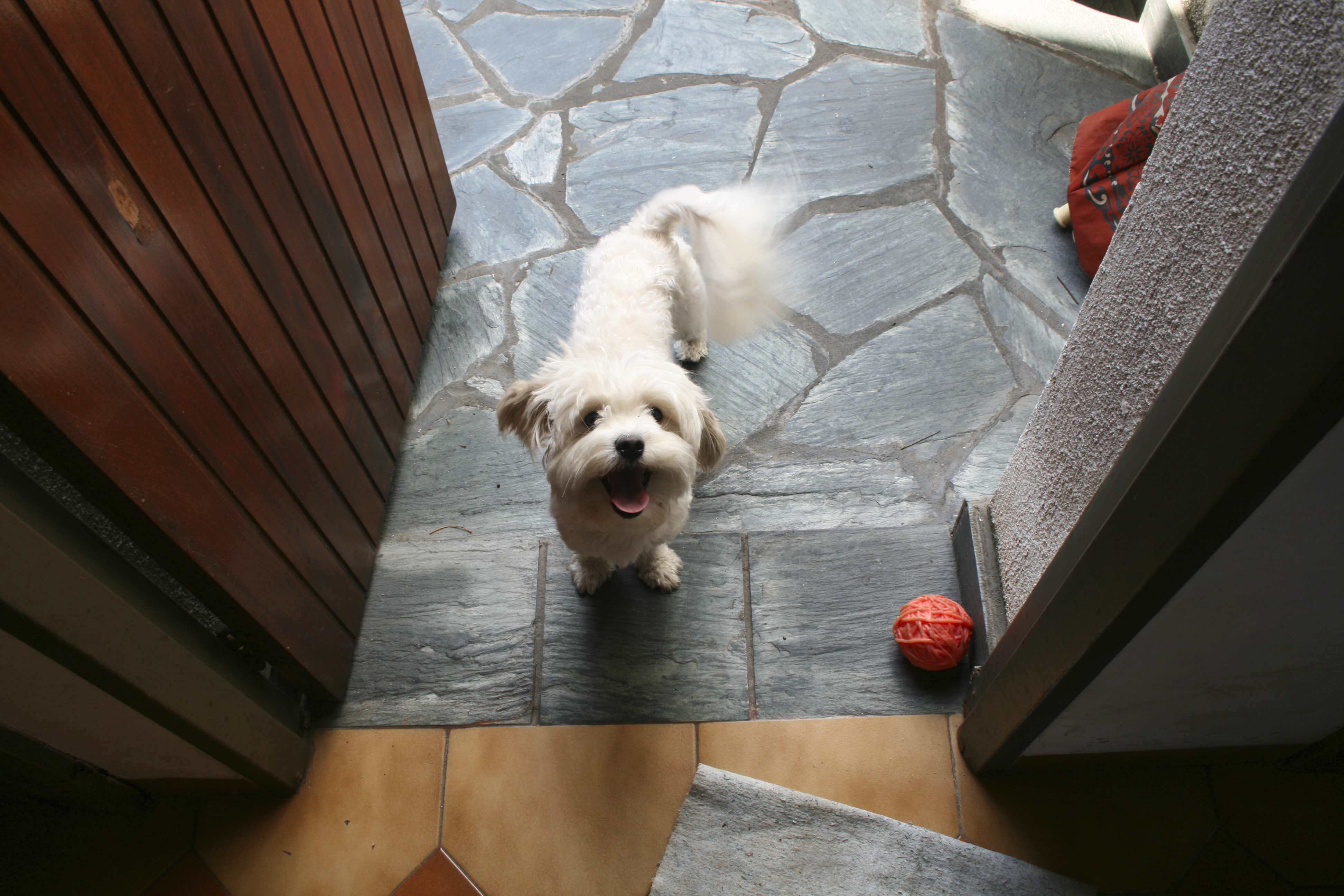 Shih Tzu is all floof and no brains, says owner—here’s why