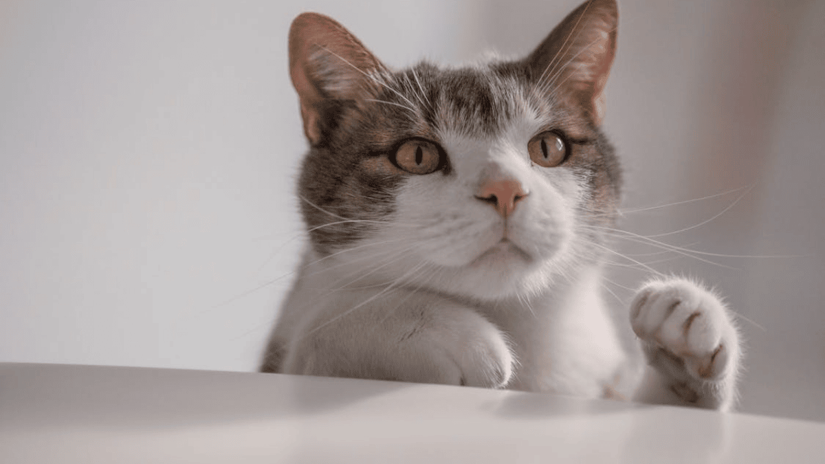 Have you ever wondered if your cat thinks you're a cat too? Here are 10 ...